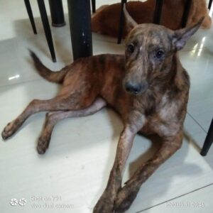 “Exploring the Fascinating World of the Asong Gubat: A Rare Purebred ...